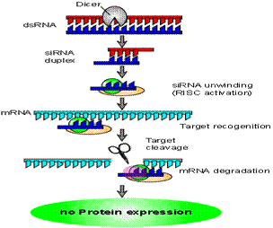 AMAZING Adipocytes: Technique: What is RNA interference?