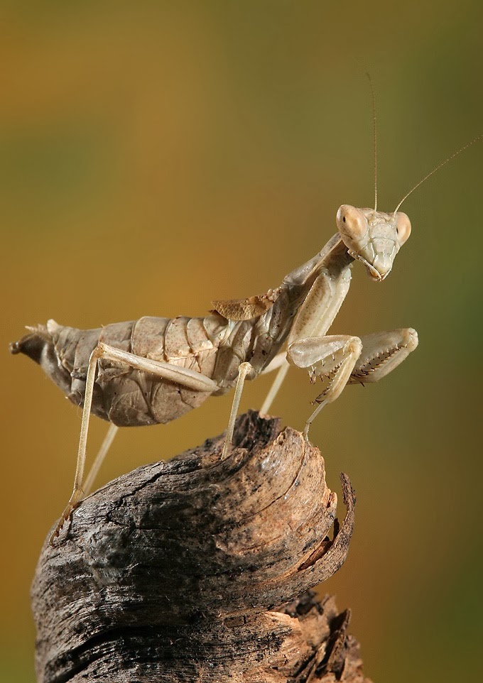 Praying Mantis