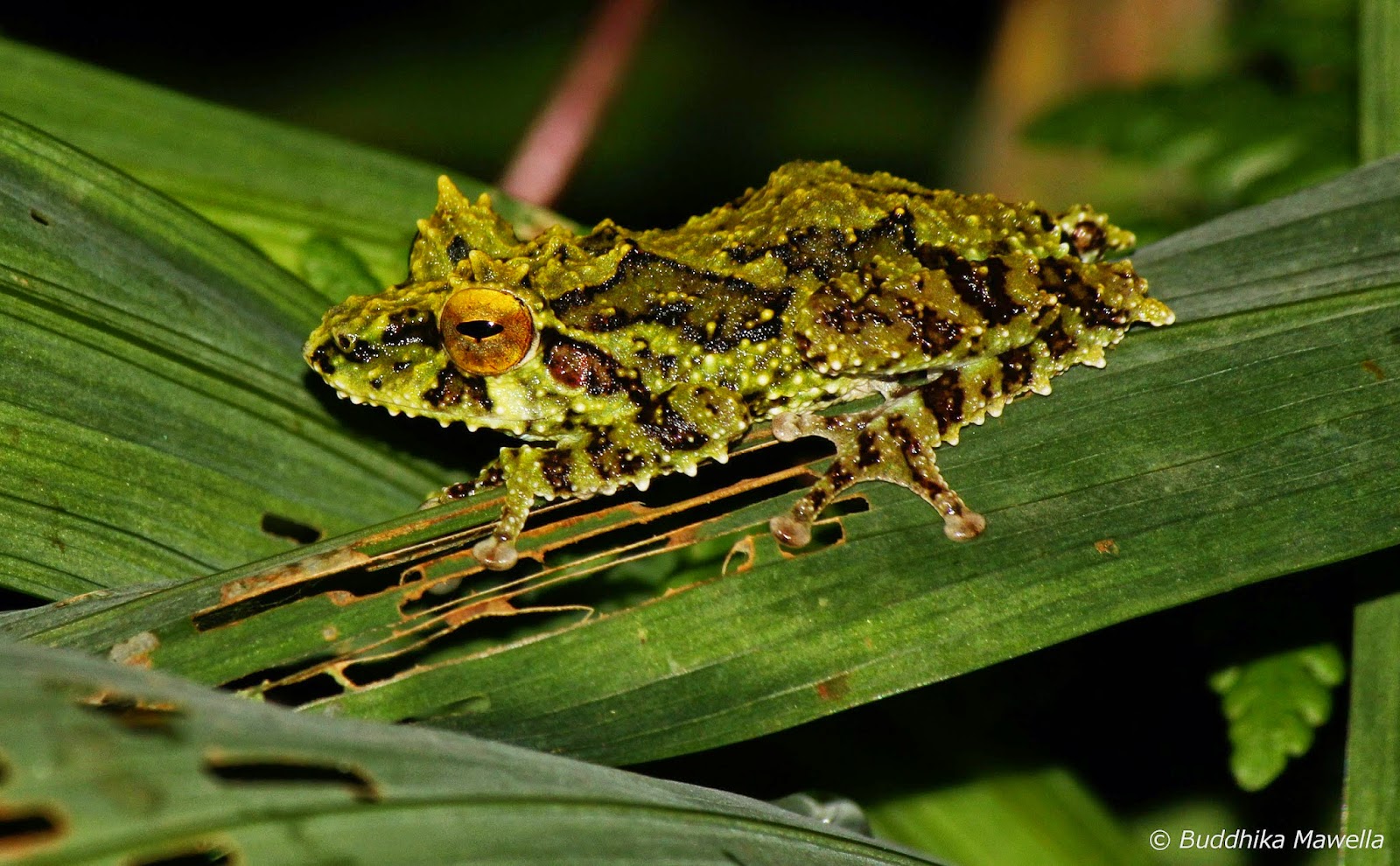 Lanka Nature Summary: Schmarda's shrub frog (Pseudophilautus schmarda)
