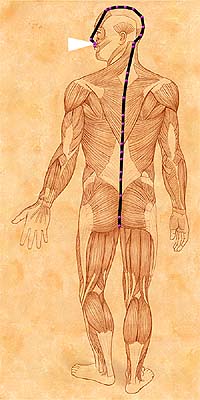 acuxo | Acupuncture Point Locations, Descriptions, and Actions: GV 28 ...