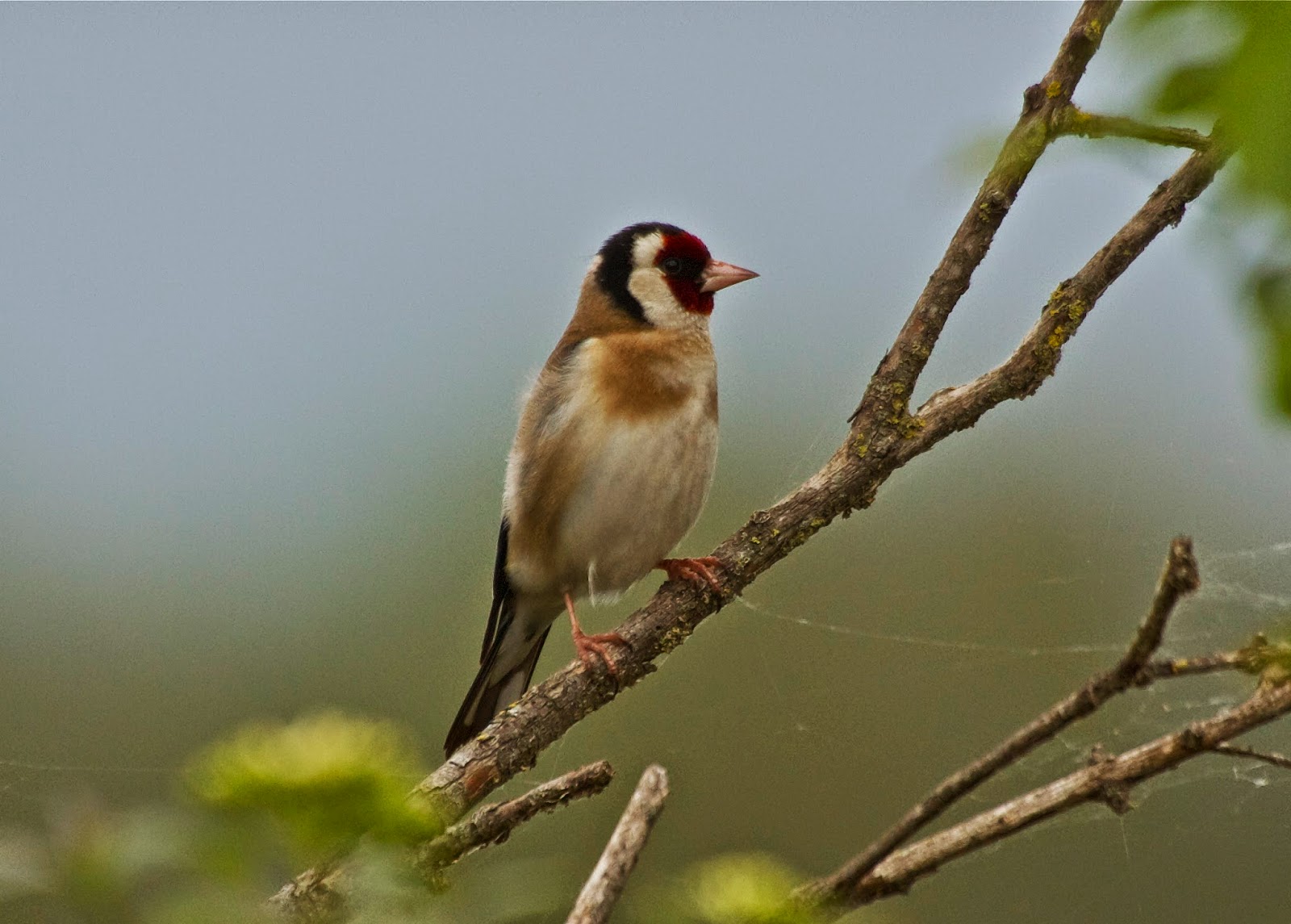 Ocells del Barcelonès i rodalies: 05/01/2015 - 06/01/2015