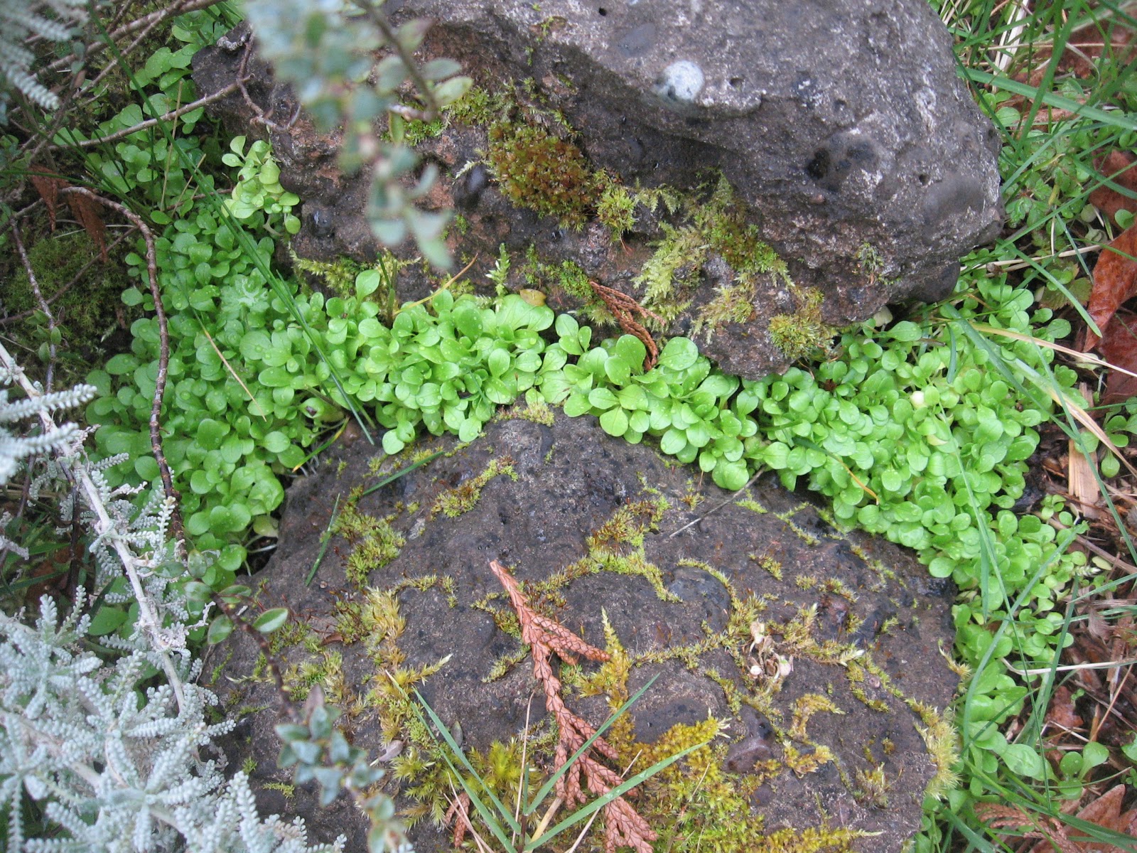 Weeding on the Wild Side: Deciduous and Ephemeral Ground Covers