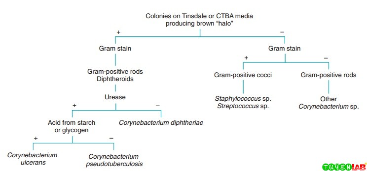 [Microbiology] Atlas of Aerobic Gram-Positive Bacilli | Free Medical Atlas