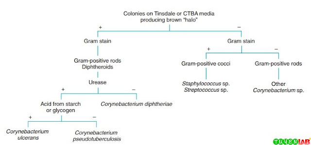 [Microbiology] Atlas of Aerobic Gram-Positive Bacilli | Free Medical Atlas