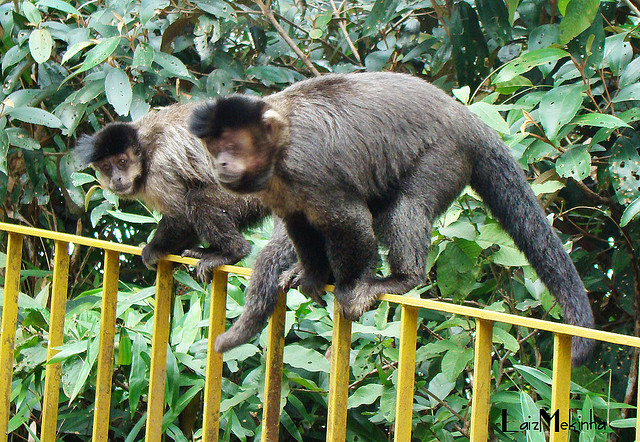 I Love You Rio de Janeiro: PARQUE NACIONAL DA TIJUCA / FLORESTA DA TIJUCA