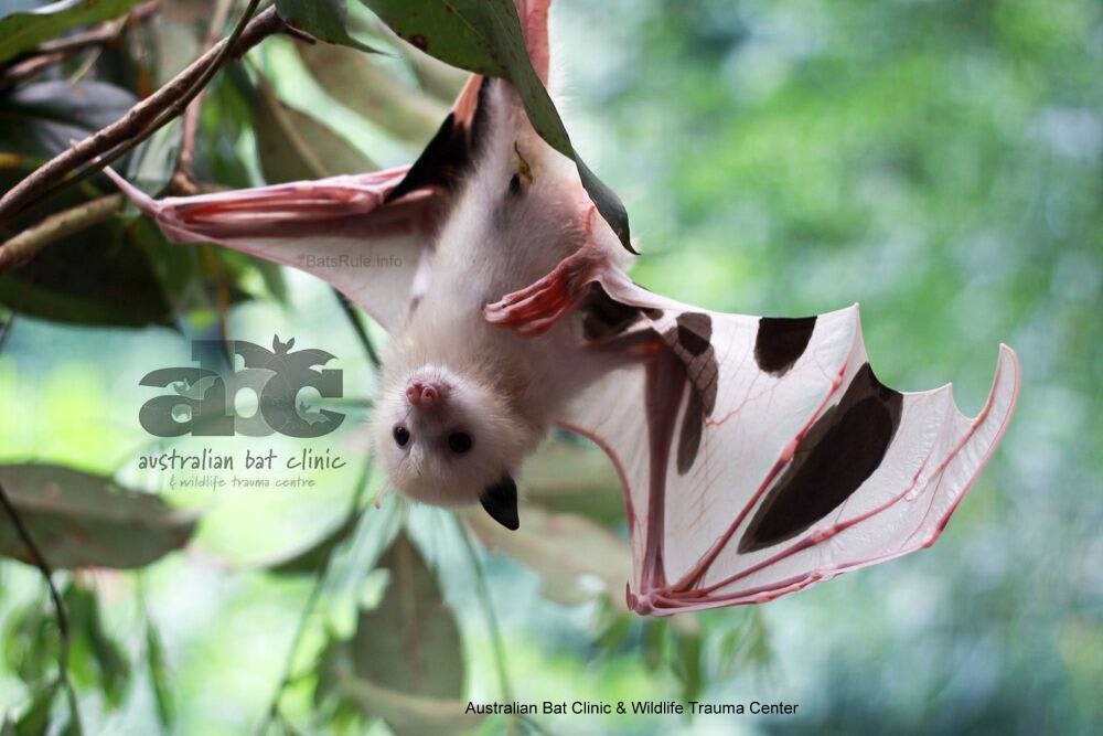 Tal'ngai Dha'run Leucistic baby Megabat Grey-headed lost mum Flying-fox ...