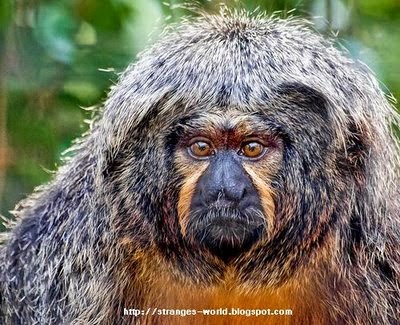 6 Monyet Terunik Di Dunia ~ BULETIN DUNIA UNIK