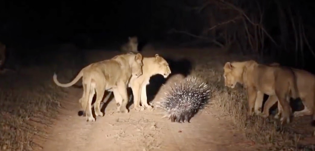 Insta Trends: Badass Porcupine Fights Off Pride Of 17 Lions In South Africa