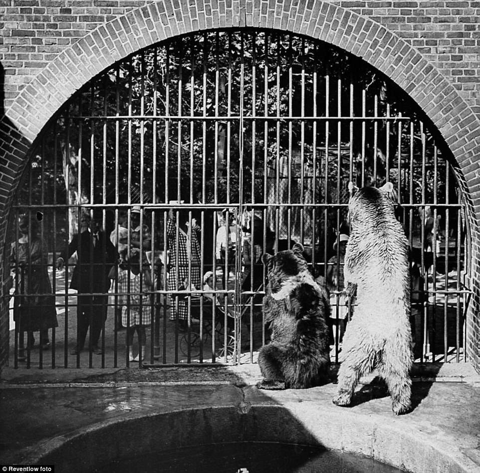 20 Rare Vintage Photos of Copenhagen Zoo 150 Years ago ~ vintage everyday
