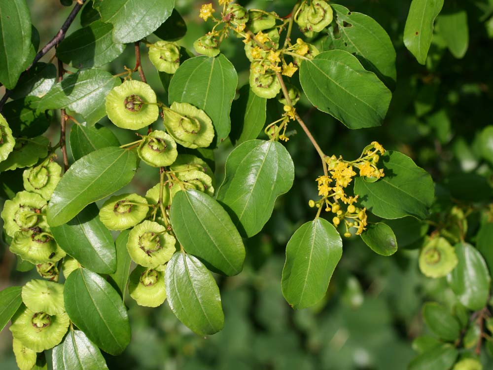 The magic of the bees: Μελισσοκομικά Φυτά: Παλιούρι 🍃 Paliurus spina ...