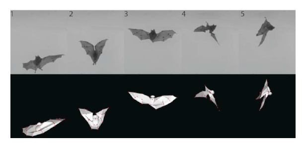Bat Robot: How to mimic the batbot’s flying mechanism?