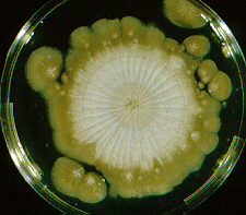 Basidiobolus: Basidiobolus