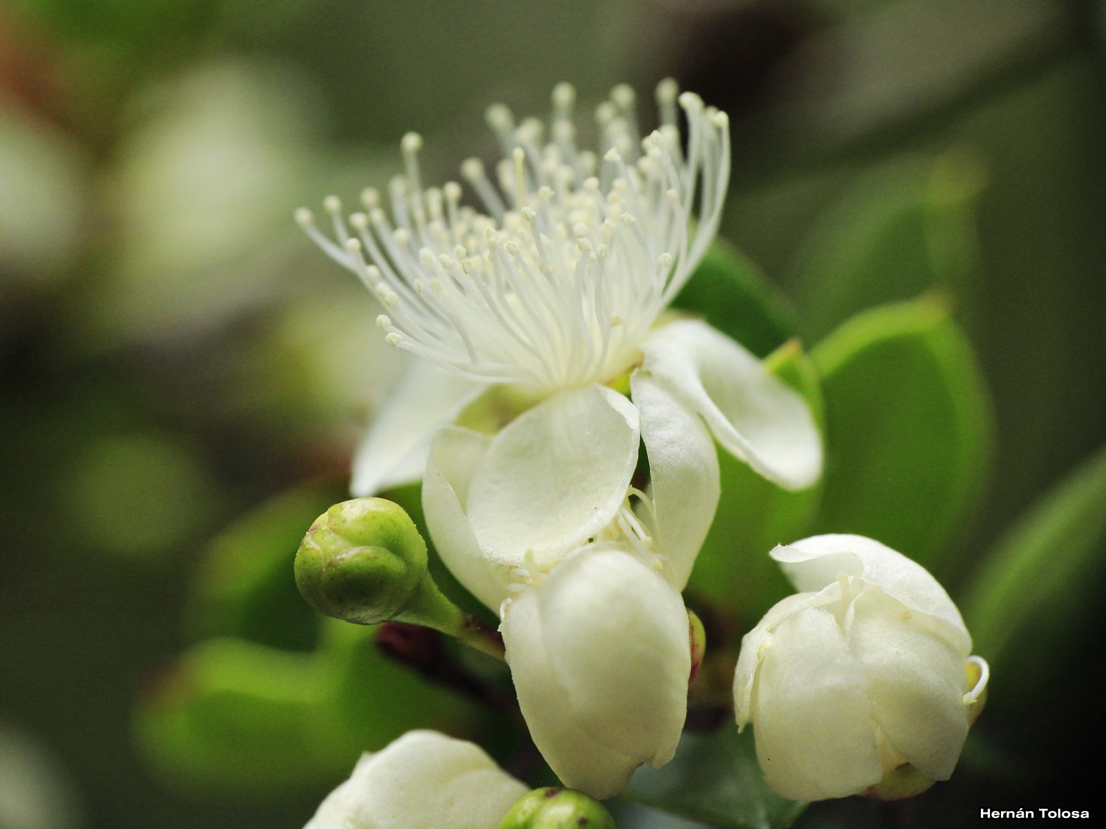 Patagonia: Arrayán (Luma apiculata)