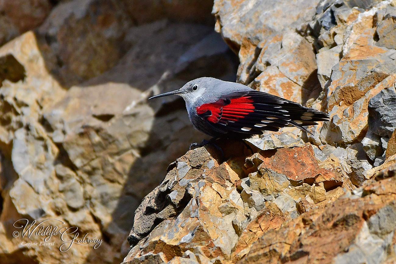 WILDLIFE GATEWAY: Le Tichodrome échelette