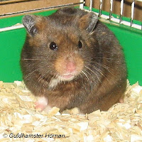 Färger | Guldhamster Hörnan
