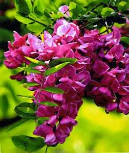 Jujube, Sidr or Lotus - A blessed tree with blessed fruit | Teachings ...