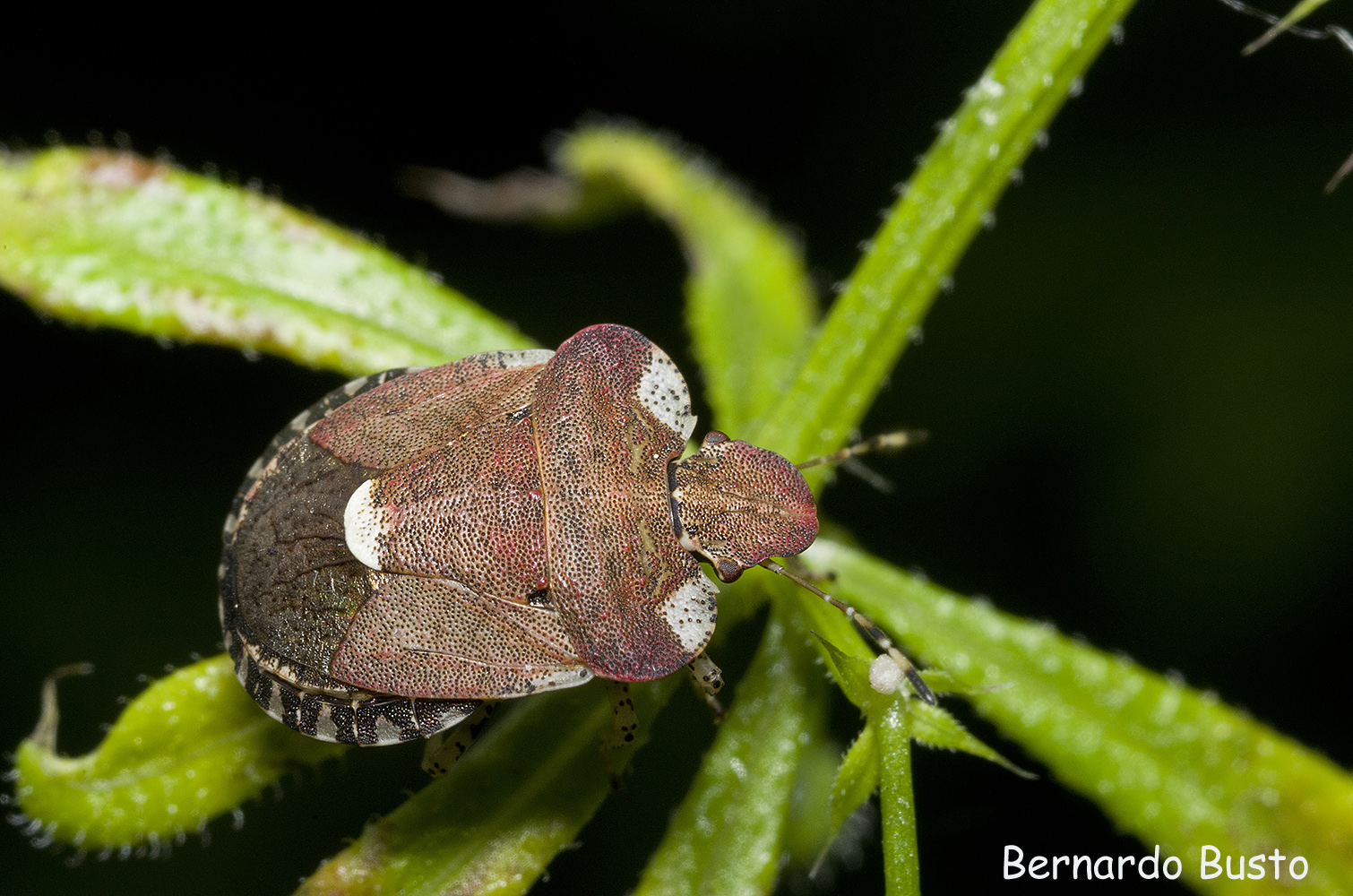 RÍA DE LA VILLA: Otro Chinche nuevo