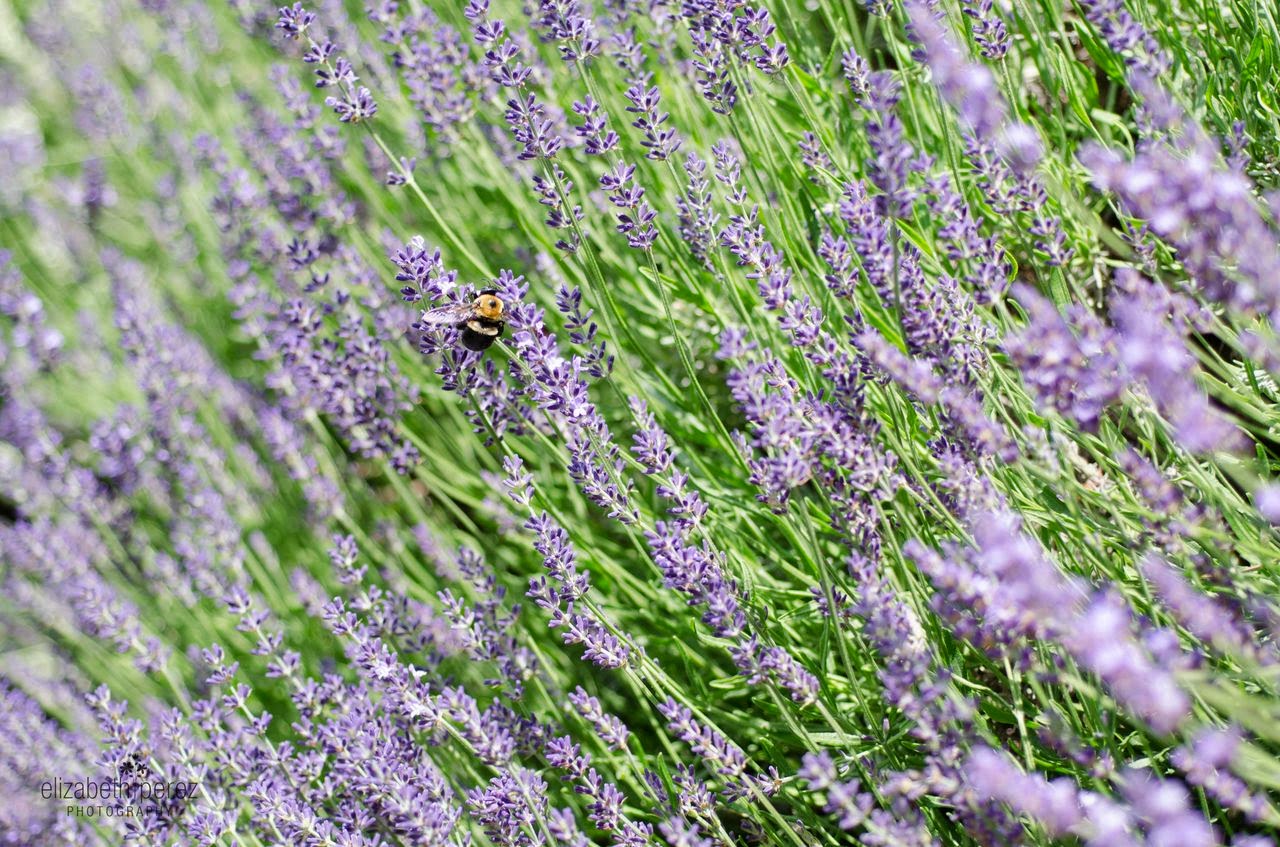 Sunshine Lavender Farm