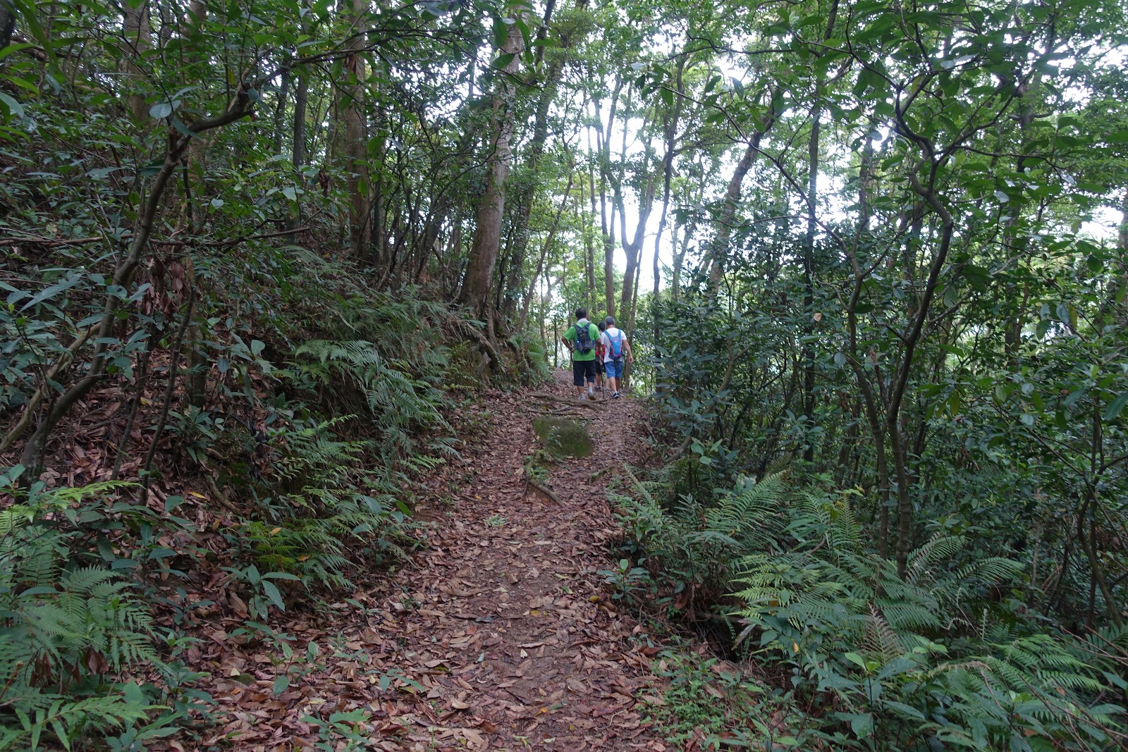 消耗五百食翻一千※香港行山記: 大埔滘黃路 Tai Po Kau Forest Yellow Walk