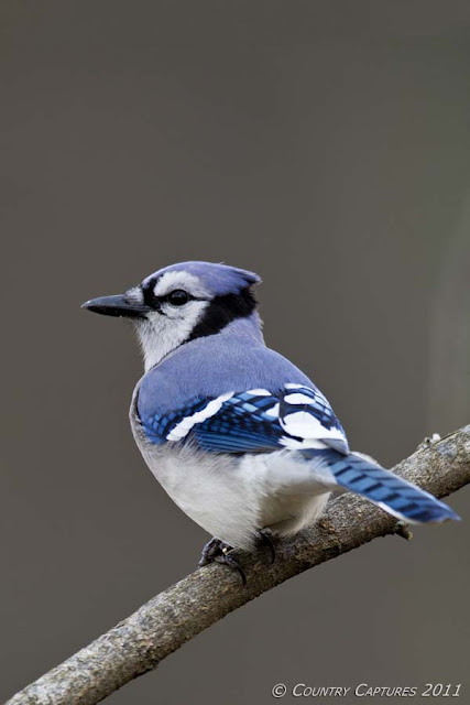 Country Captures: Blue Jays & The 600