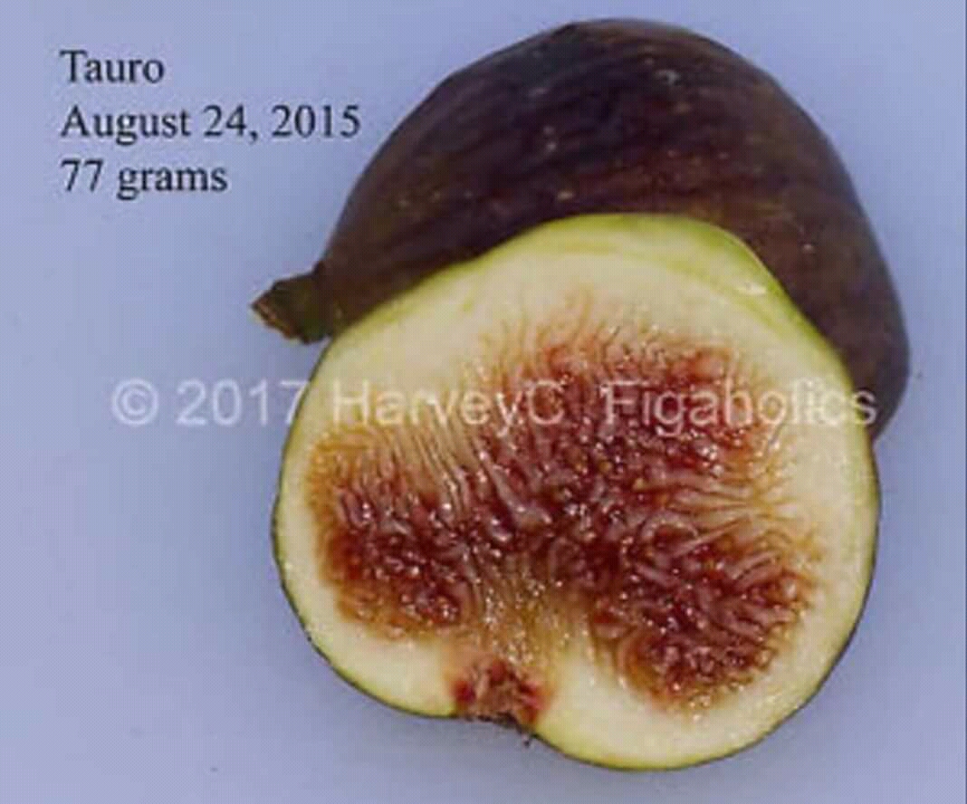 Tauro (breba) Fig - Var Tin