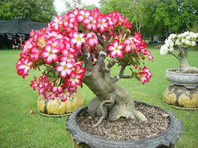 Bunga Adenium (1) ~ abdi guru