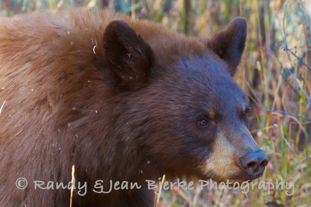 Jean Bjerke's Photo Blog: Fall in Grand Teton National Park