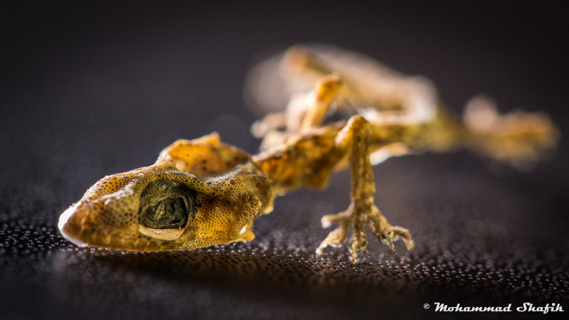 Better Family Photos: The Dead Gecko