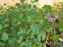 Arokyamenu: Arokya Menu (4)Thuthuvalai thuvaiyal