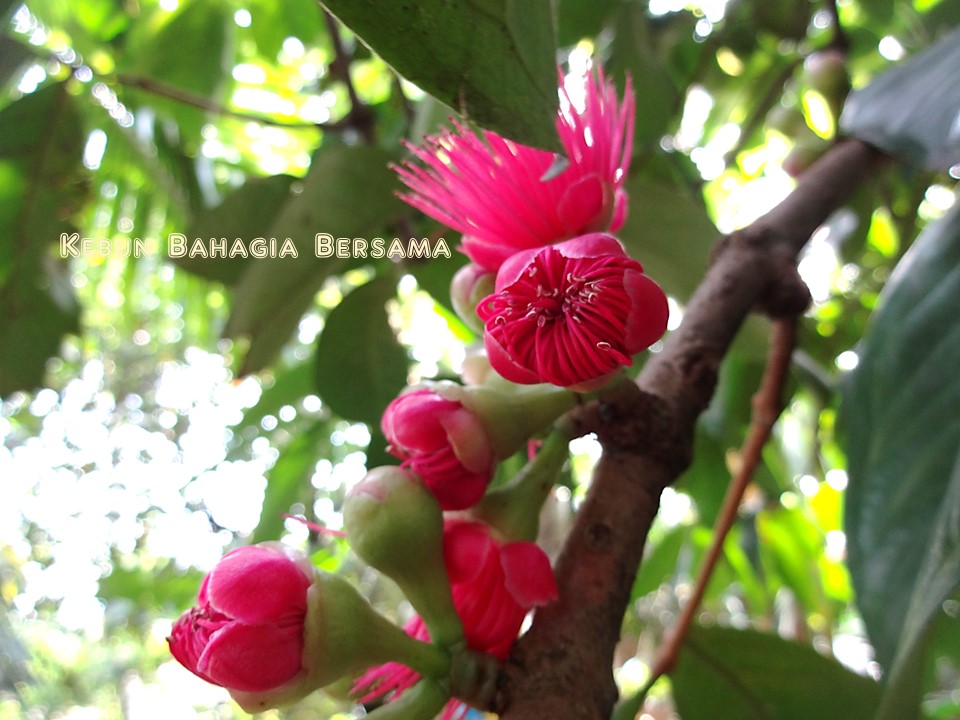 Kebun Bahagia Bersama: Bunga Jambu Bol