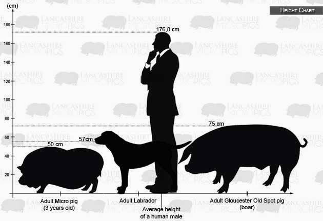 Mini Pig Rosa: Tamanho de um mini porco adulto