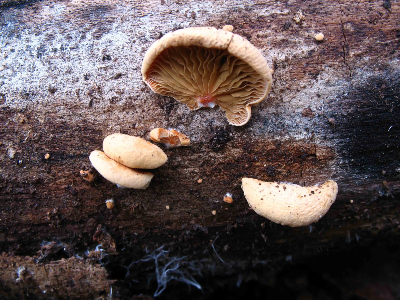 setas y hongos: LETRA P