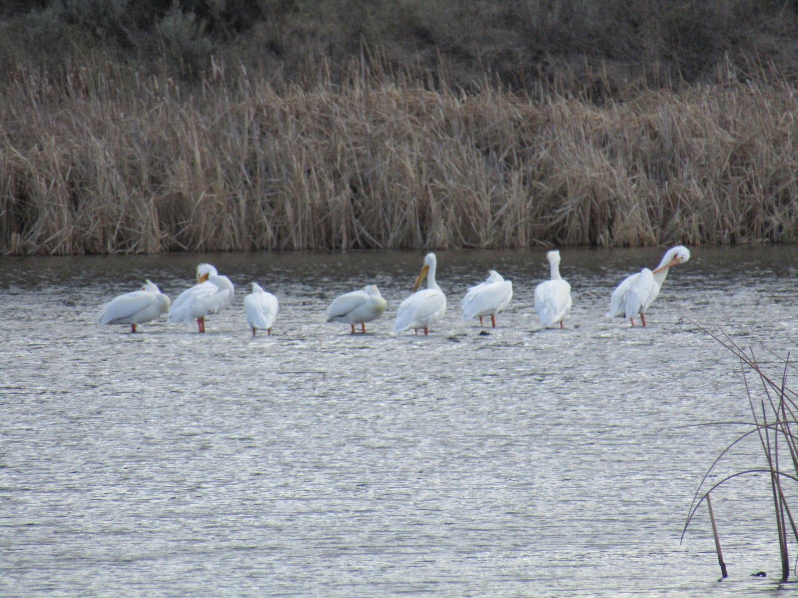 Holly's Horse Tales and Trails: Quincy Wildlife Area (Ancient Lakes ...