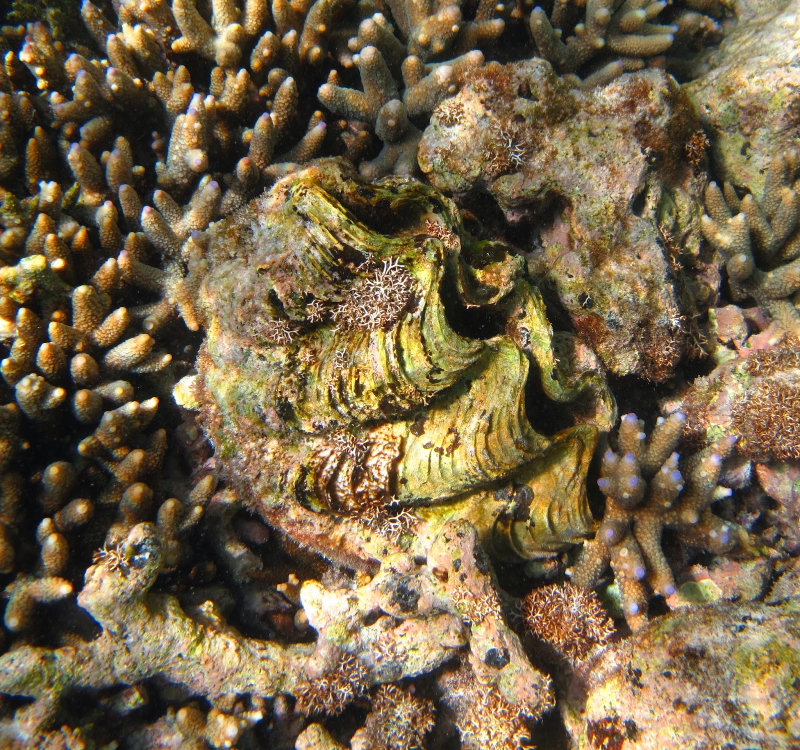 sunshinecoastbirds: November 2013