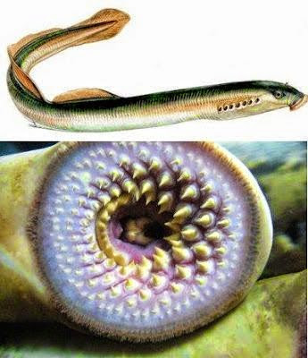 Recetas Madona-mía: Clasificación Científica de Peces