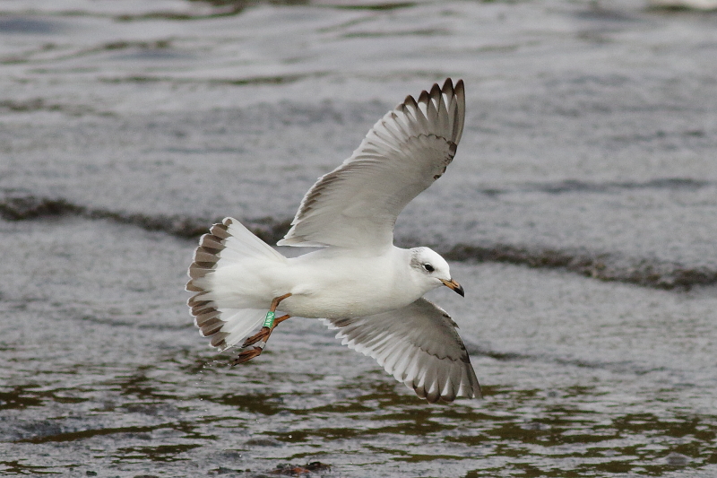 Dermot Breen's Blog: Mediterranean Gulls & Pink-footed Geese