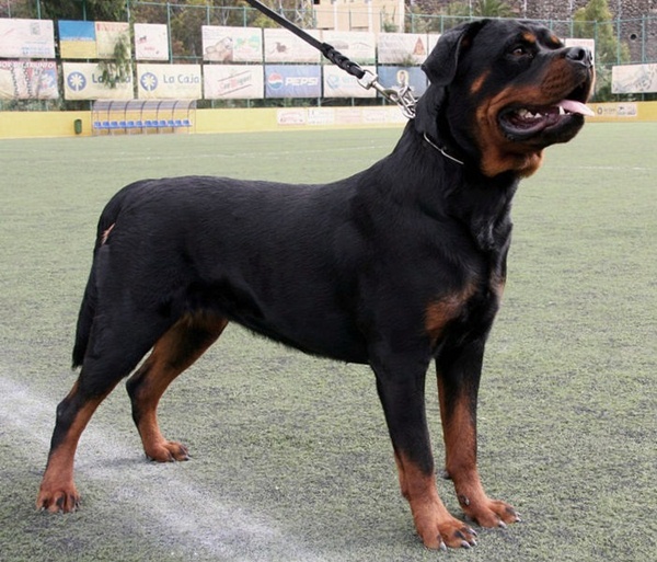 All Dog Breeds Information And Pictures: Rottweiler dog and everything ...