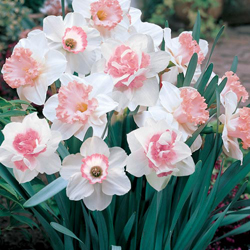 An Alameda Garden: The Elusiveness of Pink Daffodils