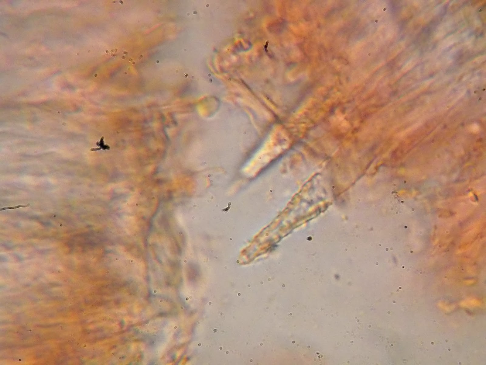 Calderdale Fungi - Halifax Scientific Society - Mycology Section ...