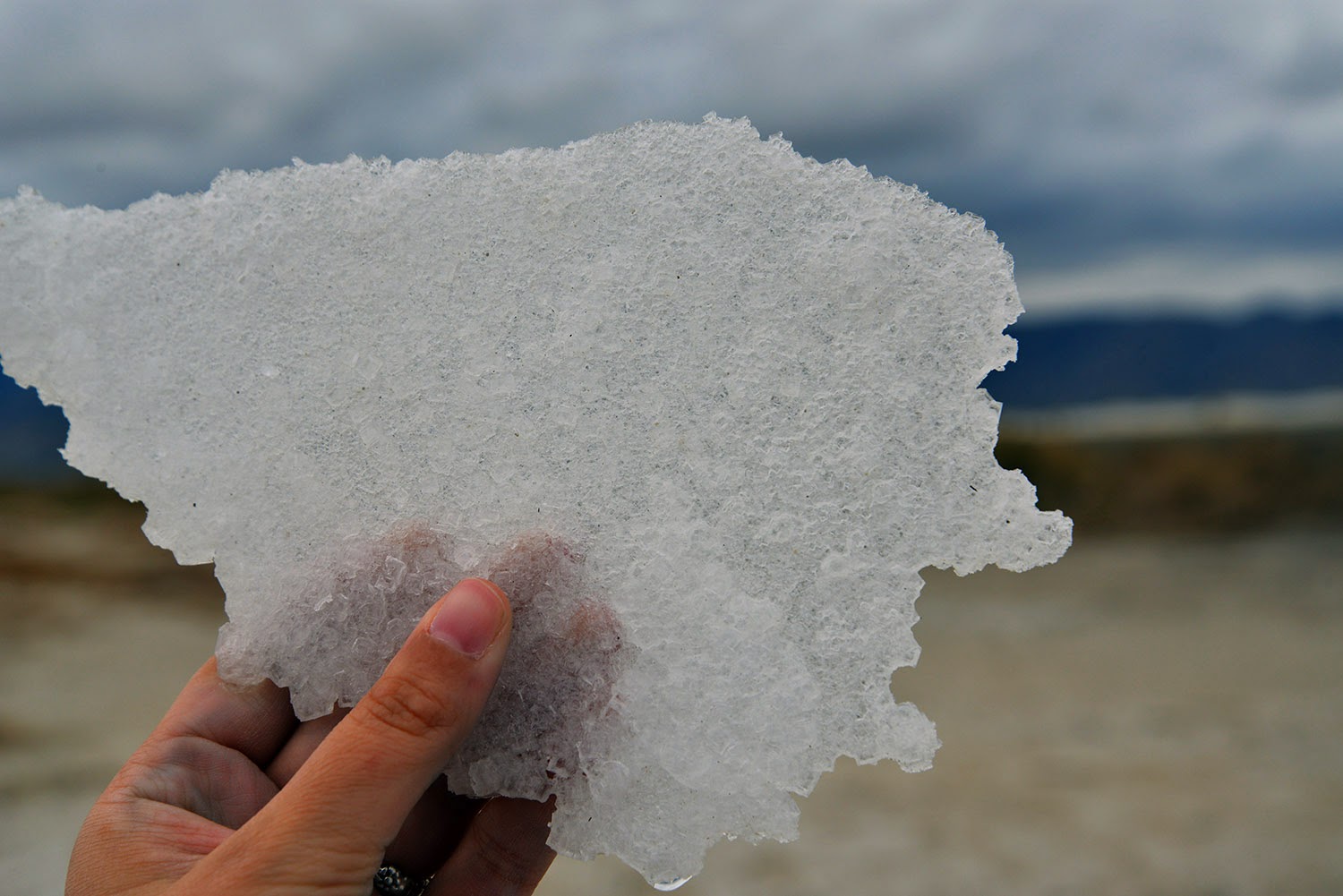 A school of fish: Oolitic Sand Field Trip