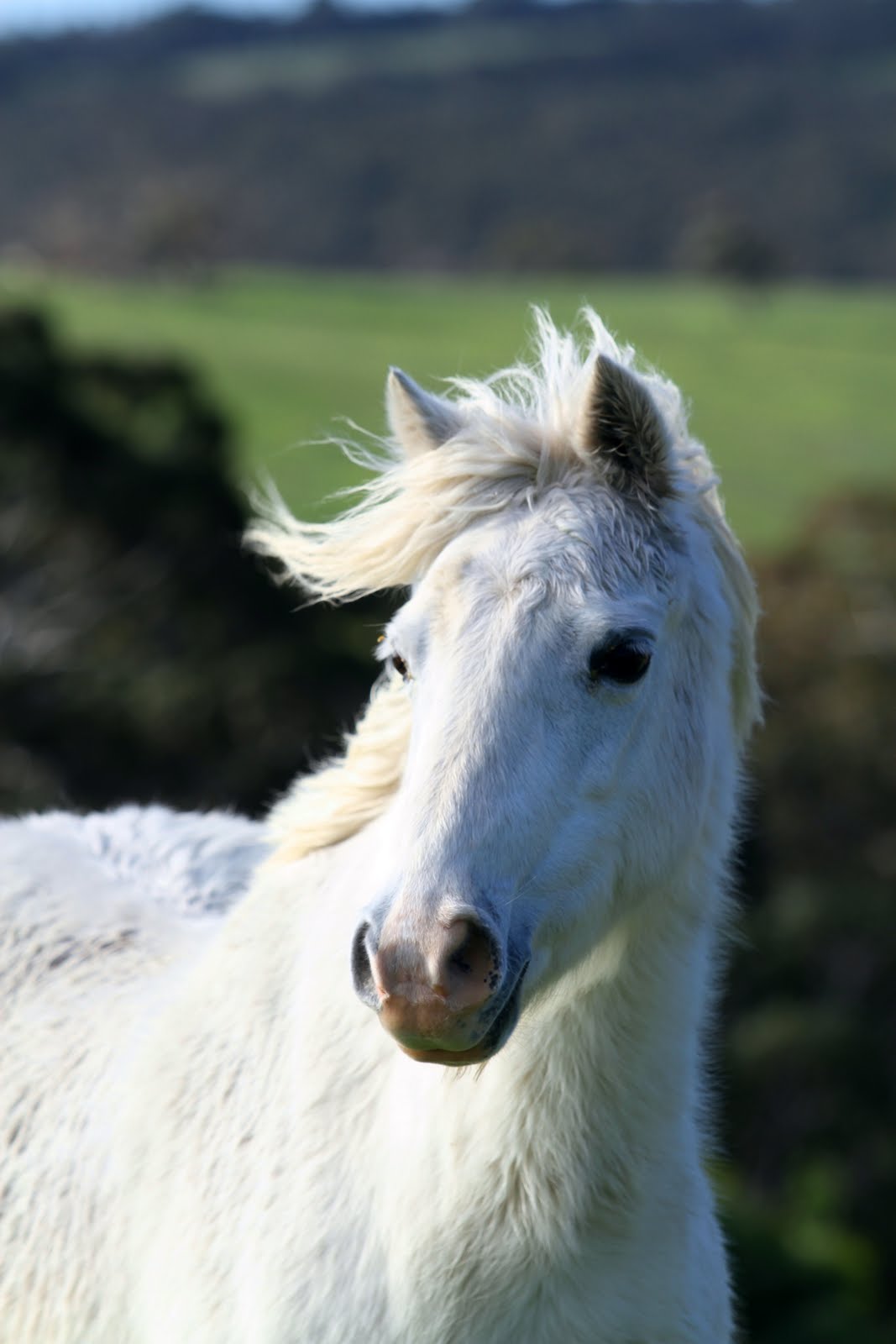 WELSH PONIES and THE ODD FRESIAN COW: Blowing in the wind