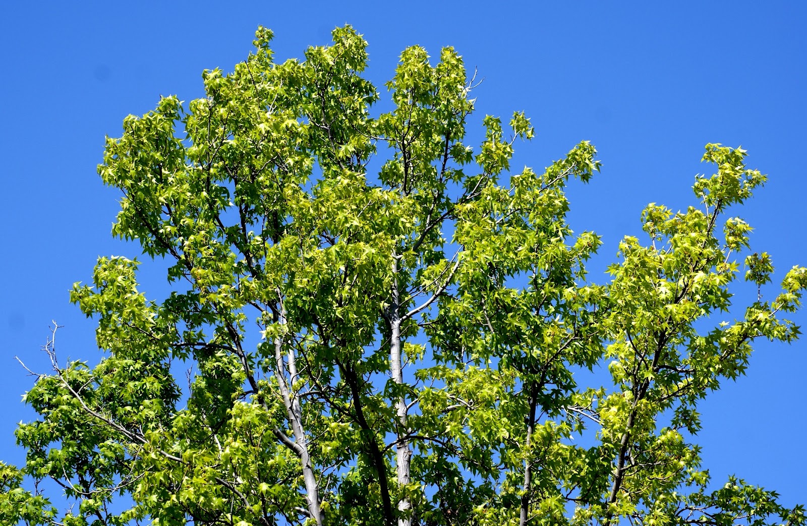 A photo, A thought............: Plant: Sweetgum tree across the seasons