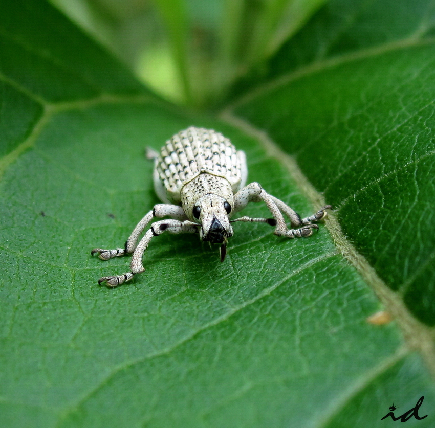 Indonesian Bugs & Others: Weevil or Snout Beetle from Situ Cileunca