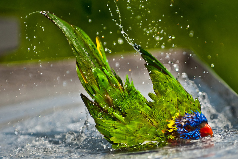 Birds Walpaper reviews: Nice Birds