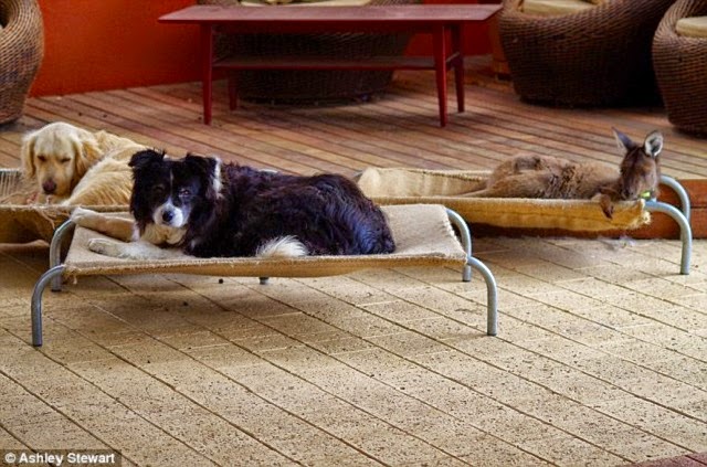 Conoce a "Dusty", el canguro rescatado que tiene complejo de perro ...