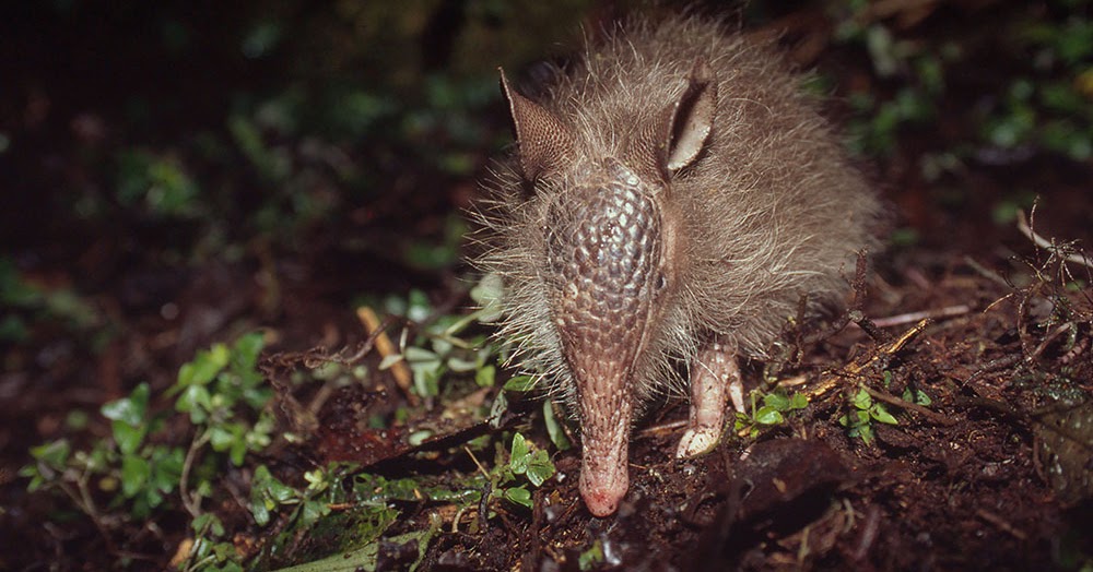 PLAAN : Armadillo Peludo - Dasypus pilosus