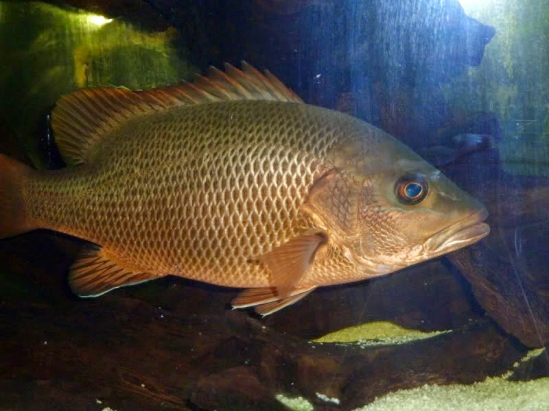 AquaCorner: Ikan Predator Di Indonesia