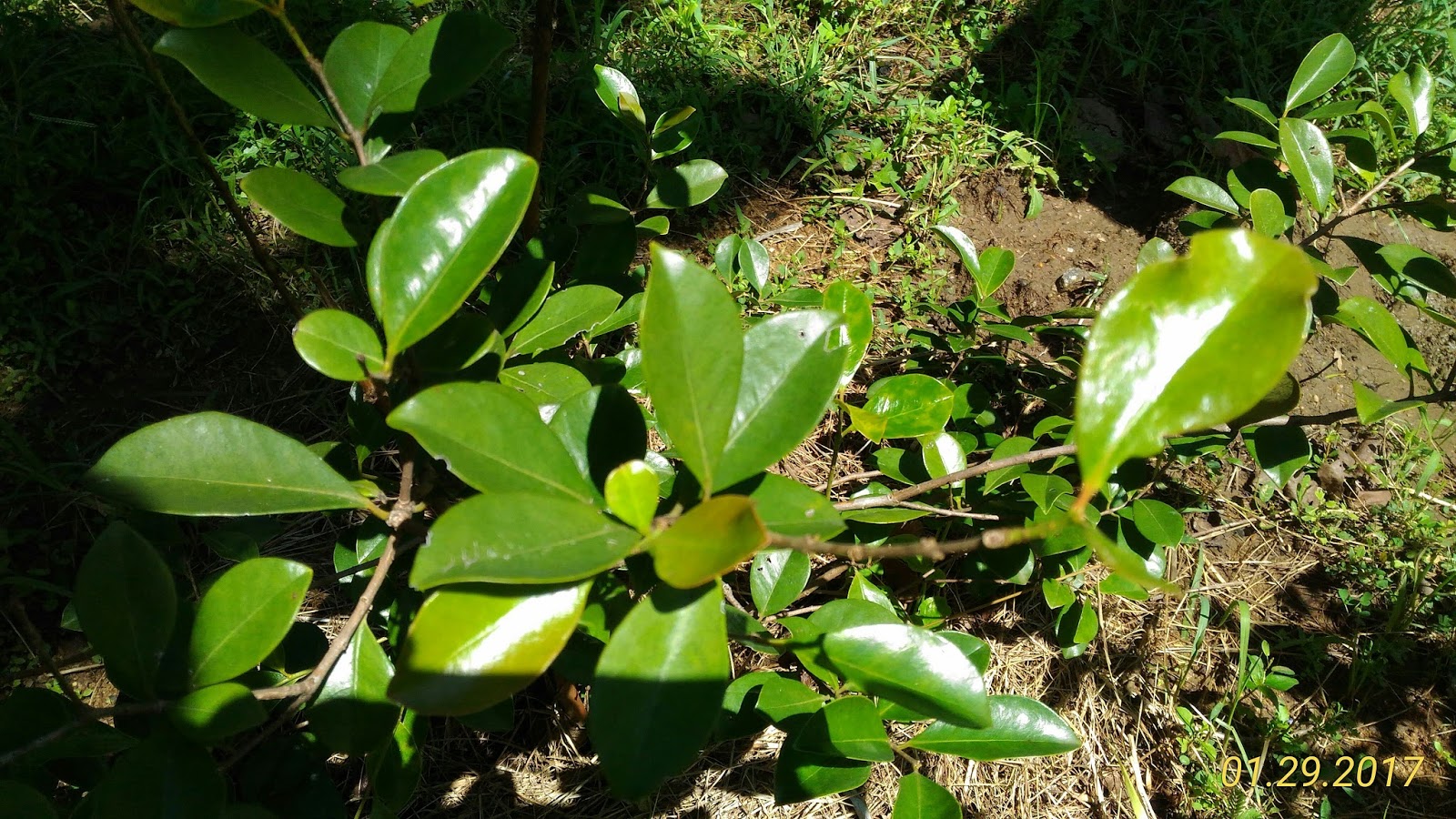 Sri Lankan Flora: Ambul Pera ඇඹුල් පේර