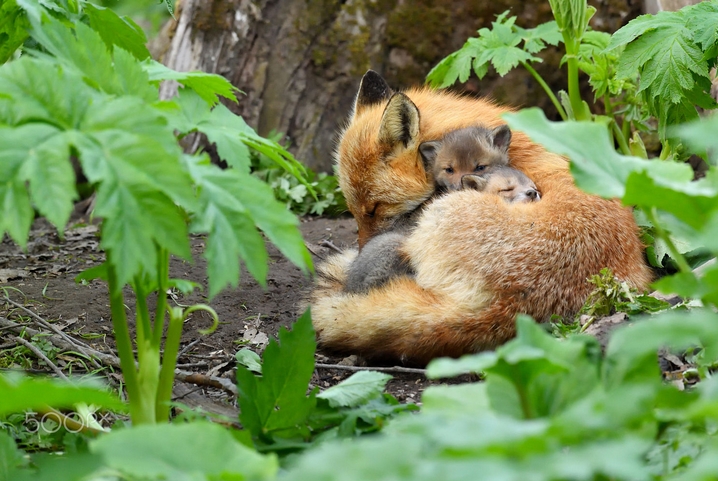 White Wolf : Cute And Wild: These Adorable Baby Foxes Are Just What You ...