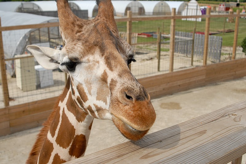 Me & My Boys: Goebbert's Pumpkin Farm